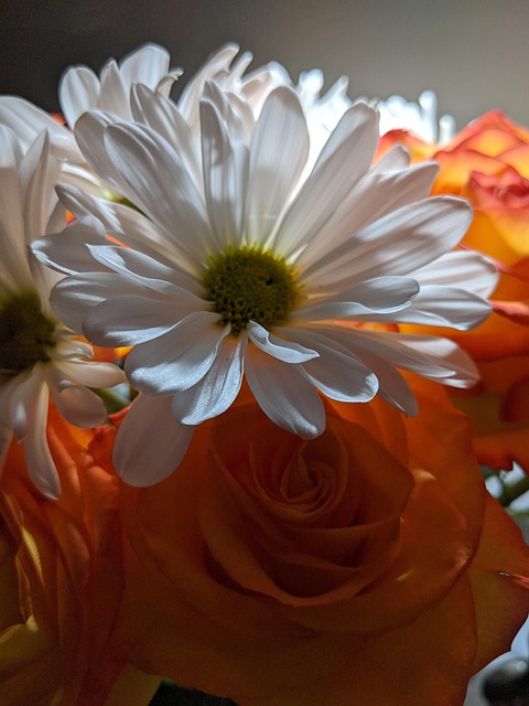Blommor Orange Vit - Gratis foto på Pixabay - Pixabay