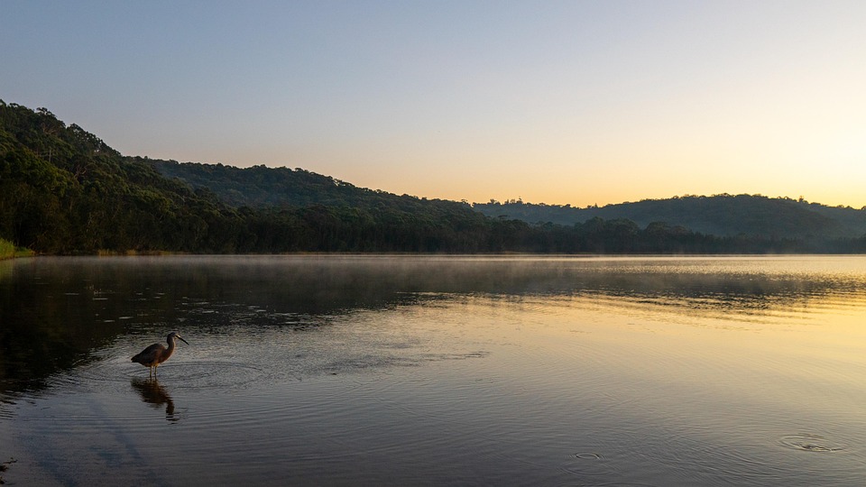 Lake Lagoon Bird - Free photo on Pixabay