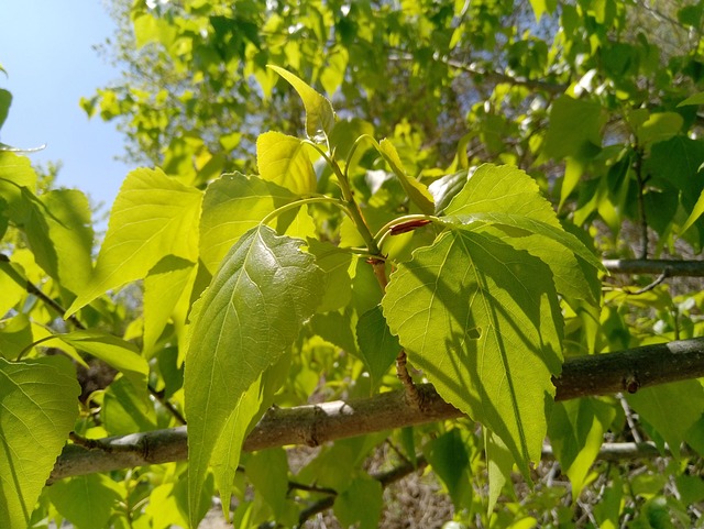 Spring May Leaves - Free photo on Pixabay - Pixabay