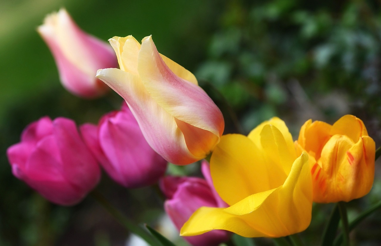 Tulipa Flor Jardim - Foto gratuita no Pixabay