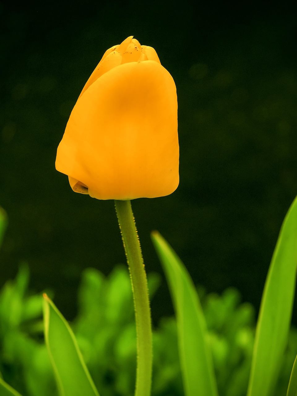 10,000+ Free Tulip & Tulip Images - Pixabay