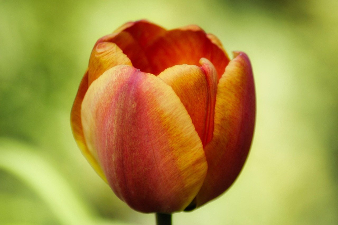 Tulipa Jardim Primavera - Foto gratuita no Pixabay - Pixabay