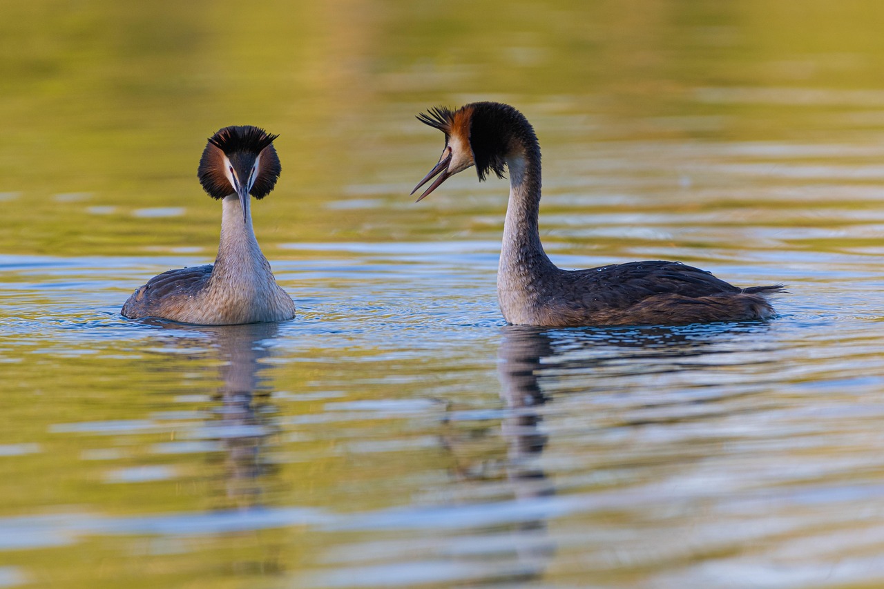 Waterfowl Birds Great Crested - Free photo on Pixabay - Pixabay