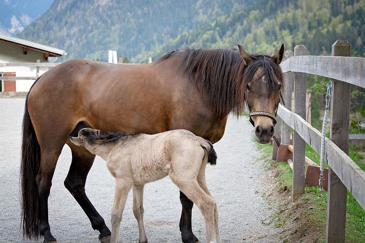 300+ Free Baby Horse & Foal Photos - Pixabay