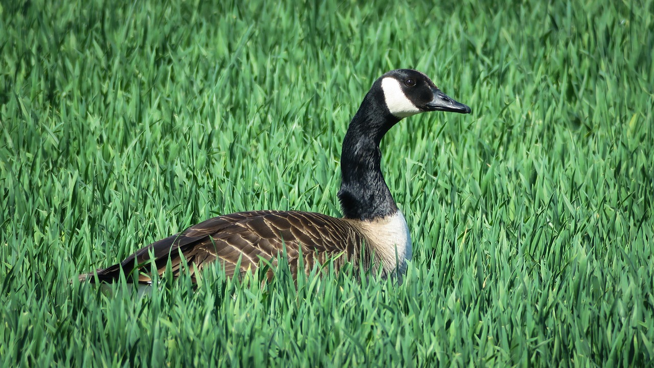 500+ Free Canada Goose & Nature Images - Pixabay