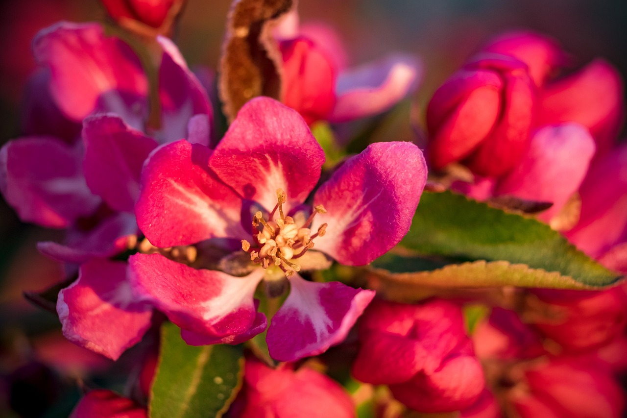 Flor Apple Manzana - Foto gratis en Pixabay - Pixabay