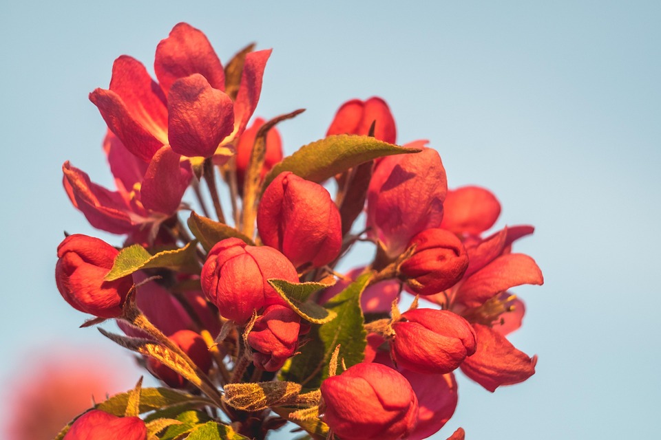Fleur Apple Pomme - Photo gratuite sur Pixabay - Pixabay