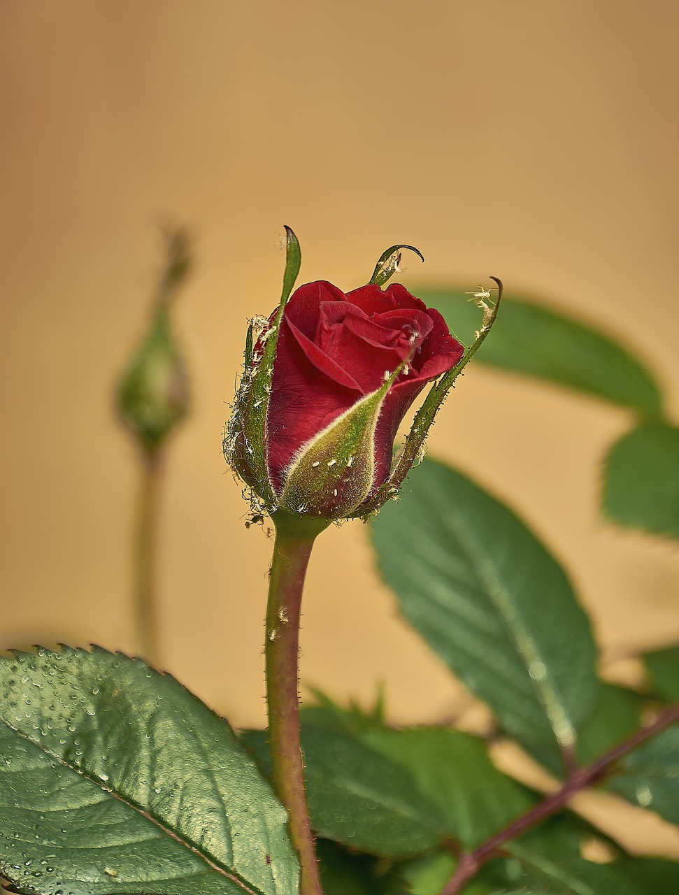 Cocoon Rose Red - Free photo on Pixabay - Pixabay