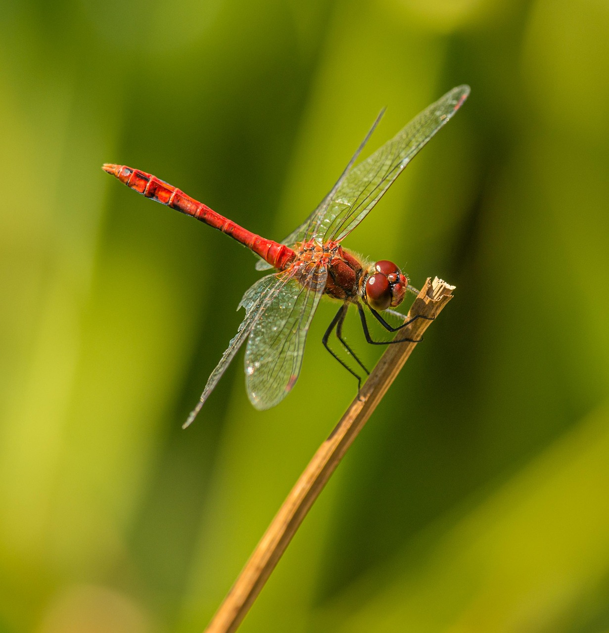 6,000+ Free Dragonflies & Dragonfly Images - Pixabay