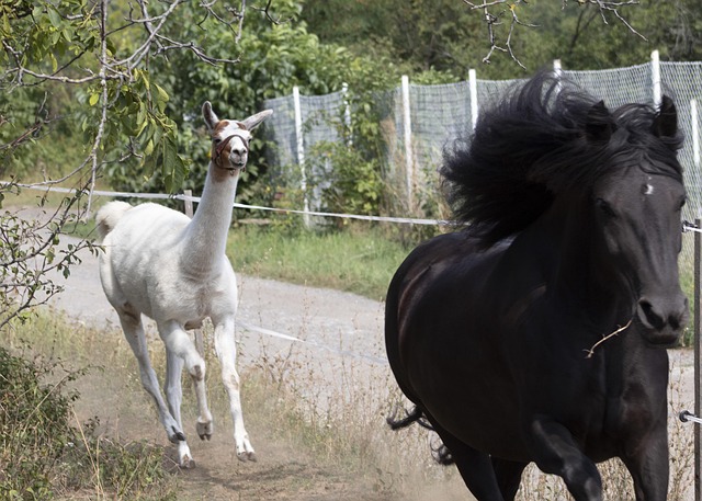 Horse Lama Alpaca - Free photo on Pixabay