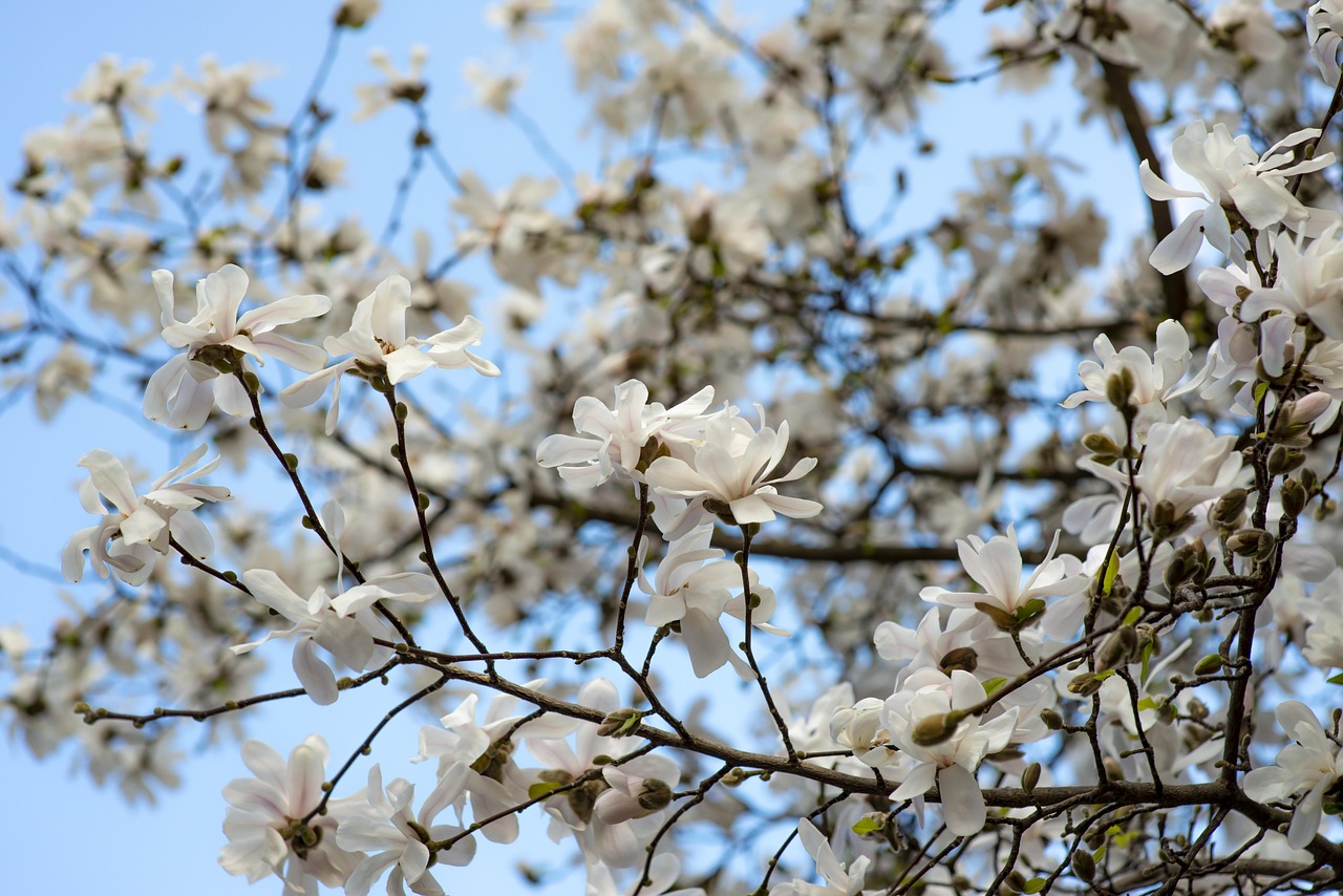 Spring Flowers White-And-Yellow - Free photo on Pixabay