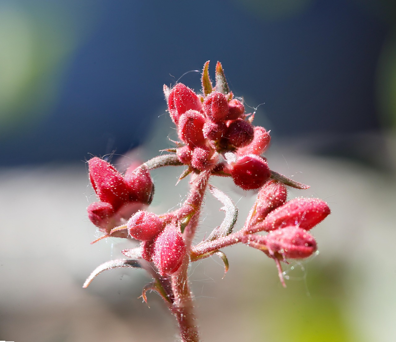Blossom Bloom Bud - Free photo on Pixabay