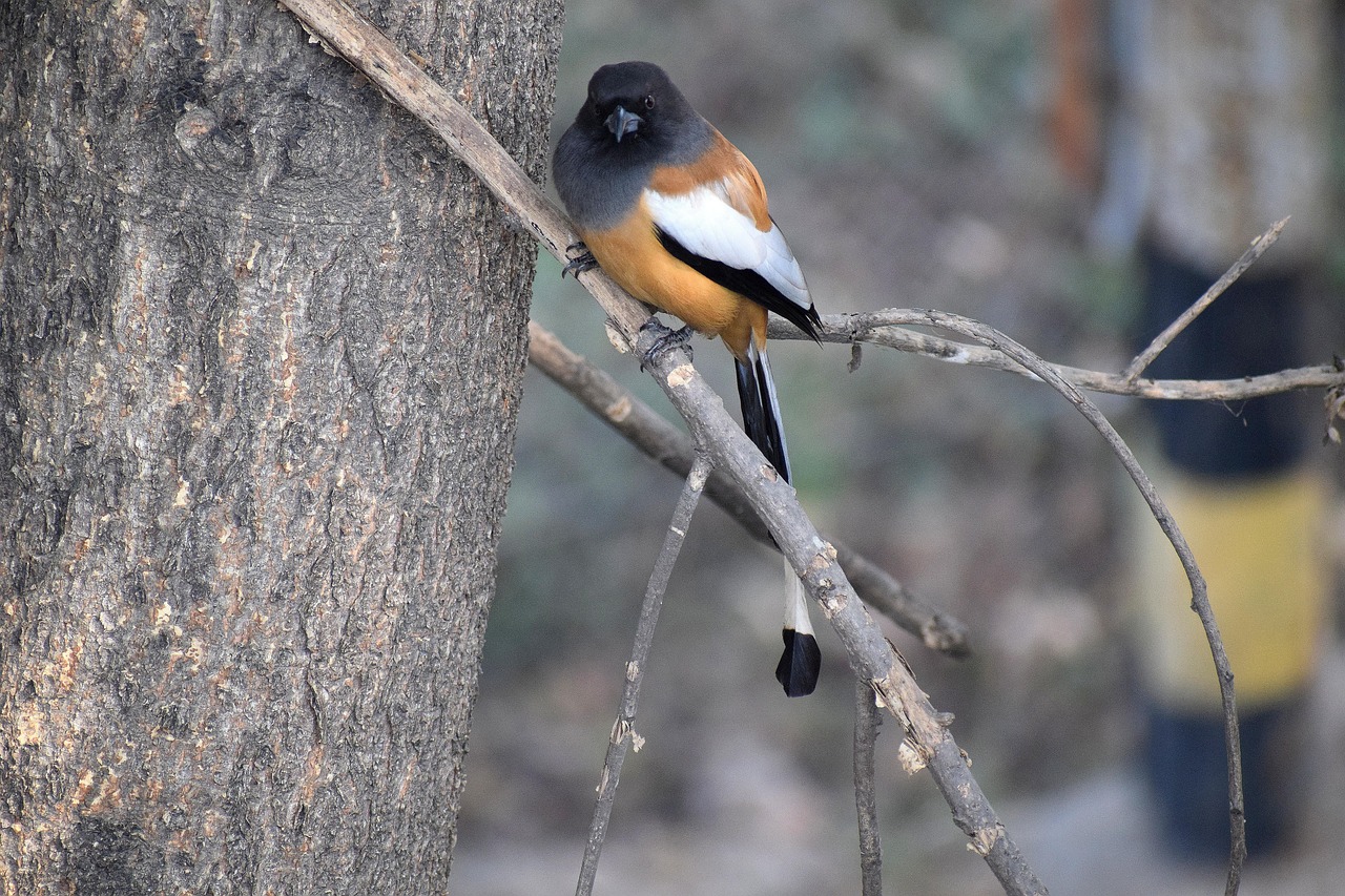Bird Sitting Branch - Free photo on Pixabay - Pixabay