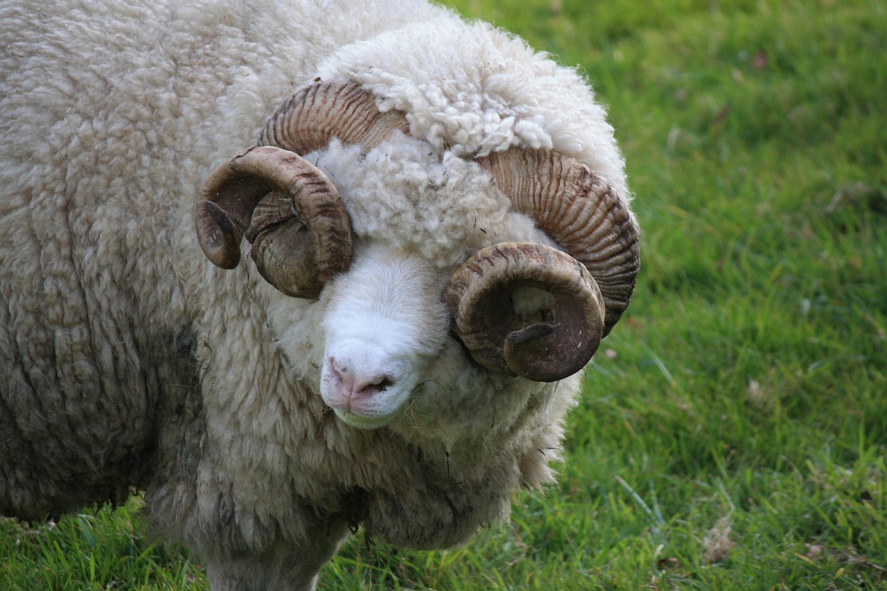 500 Free Ram Sheep Photos Pixabay