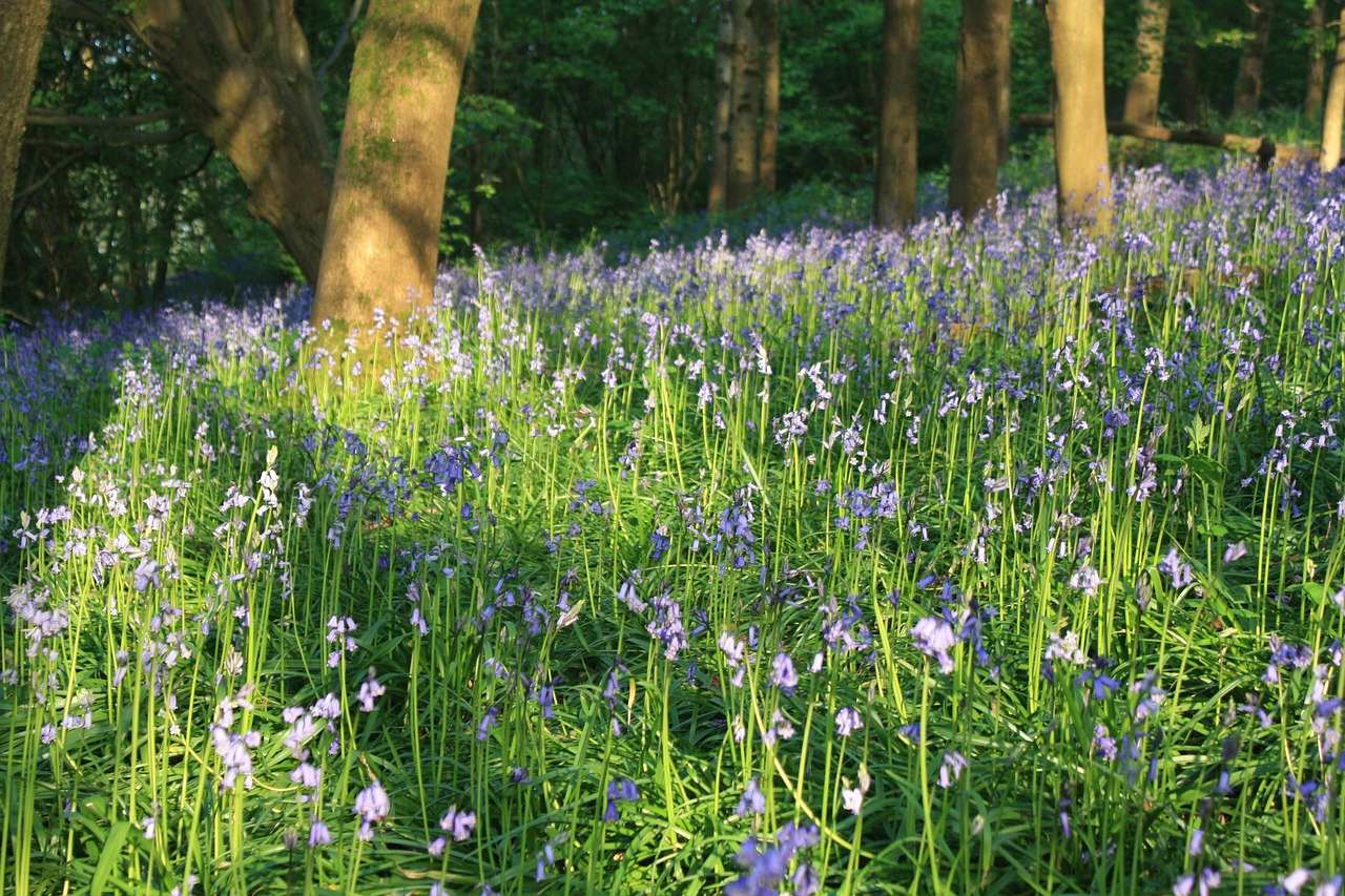 Bluebells Woodland Trees - Free photo on Pixabay - Pixabay