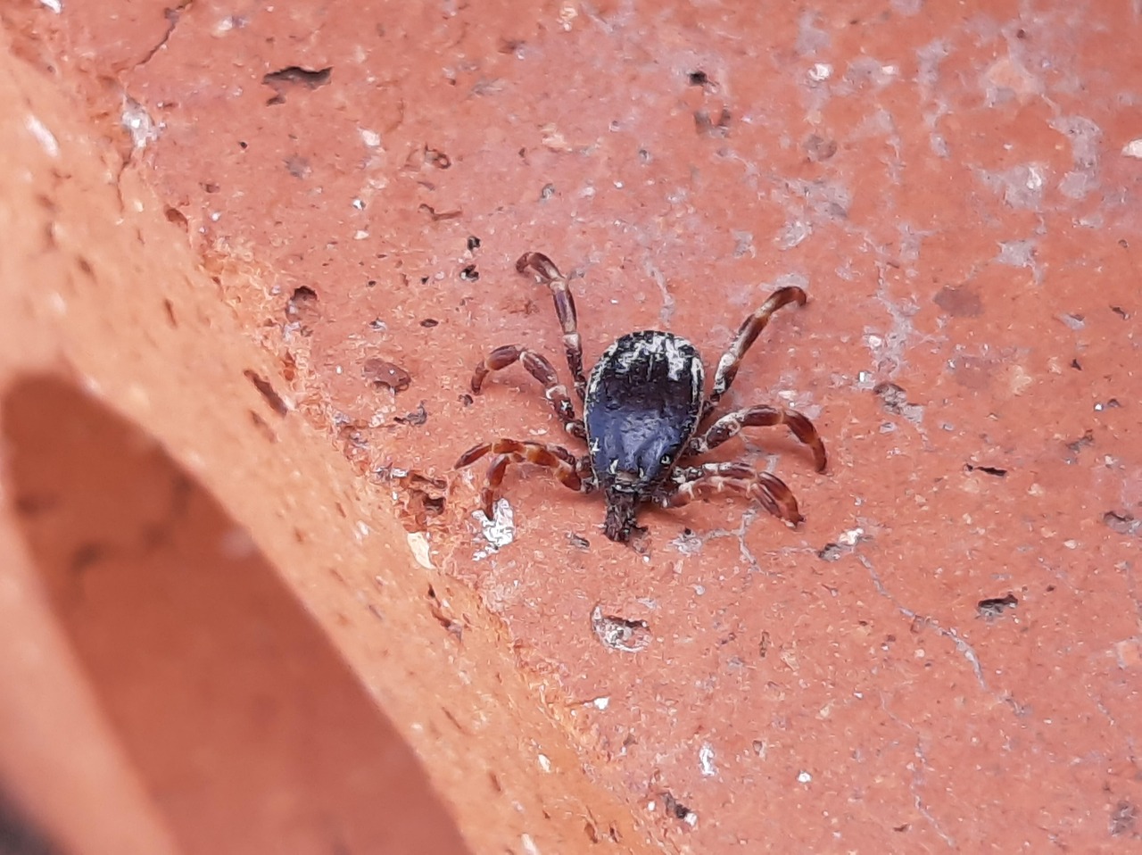 Mite Insects - Free photo on Pixabay - Pixabay