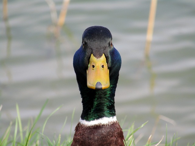 Faune Nature Magnifique - Photo gratuite sur Pixabay