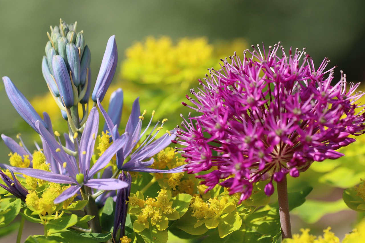 Flower Shrub Blossom - Free photo on Pixabay - Pixabay