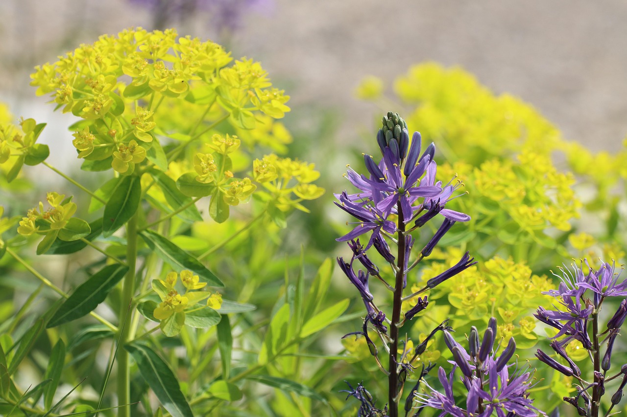 Flower Shrub Blossom - Free photo on Pixabay - Pixabay