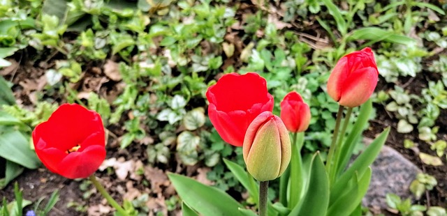 Pavasaris Tulpes - Foto gratuita no Pixabay - Pixabay