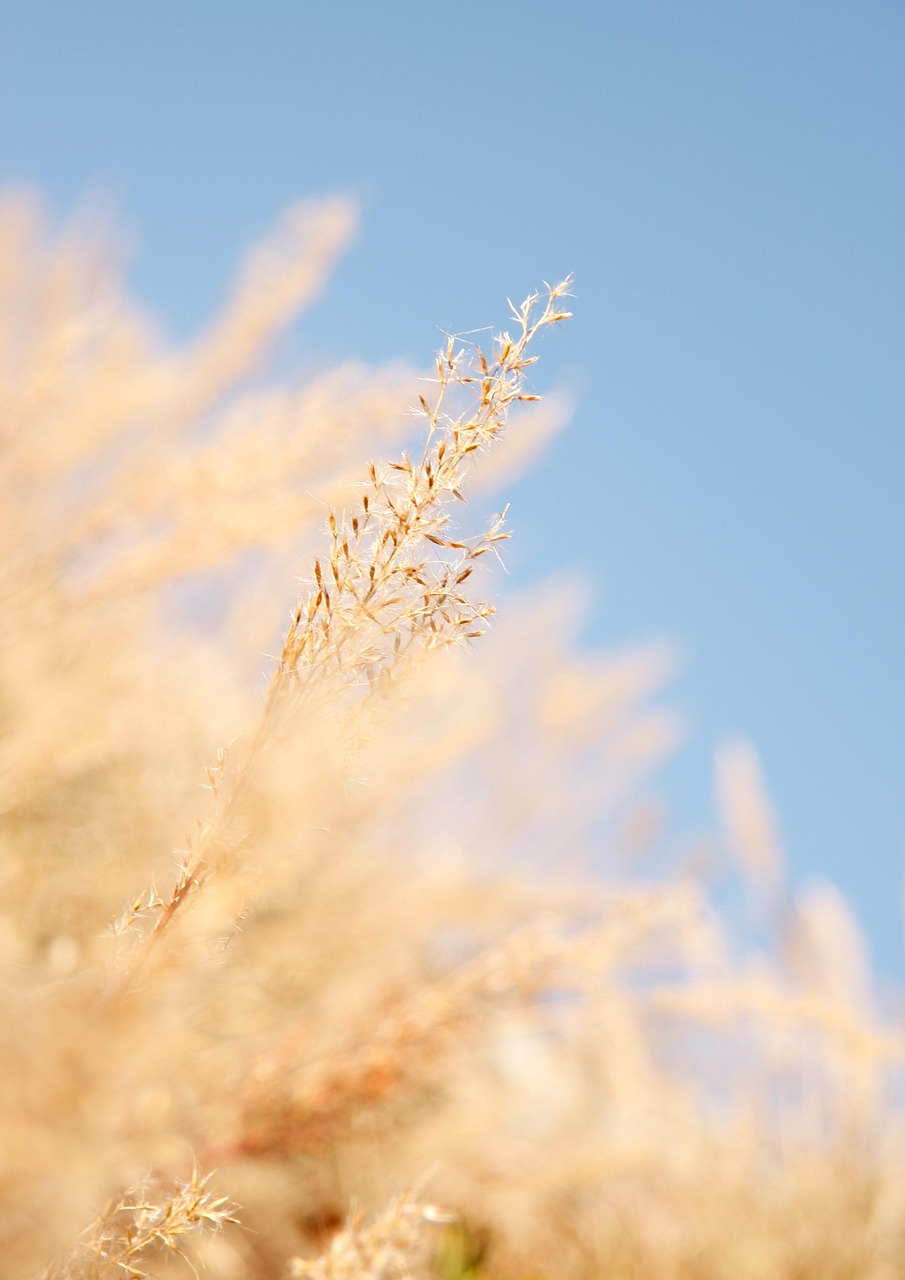 300.000+ Foto Aesthetic Flowers & Wallpaper Estetika Gratis - Pixabay