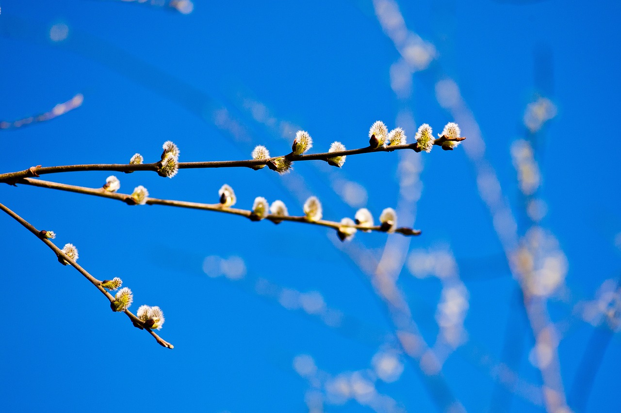 90+ kostenlose Palmsonntag & Natur Fotos - Pixabay