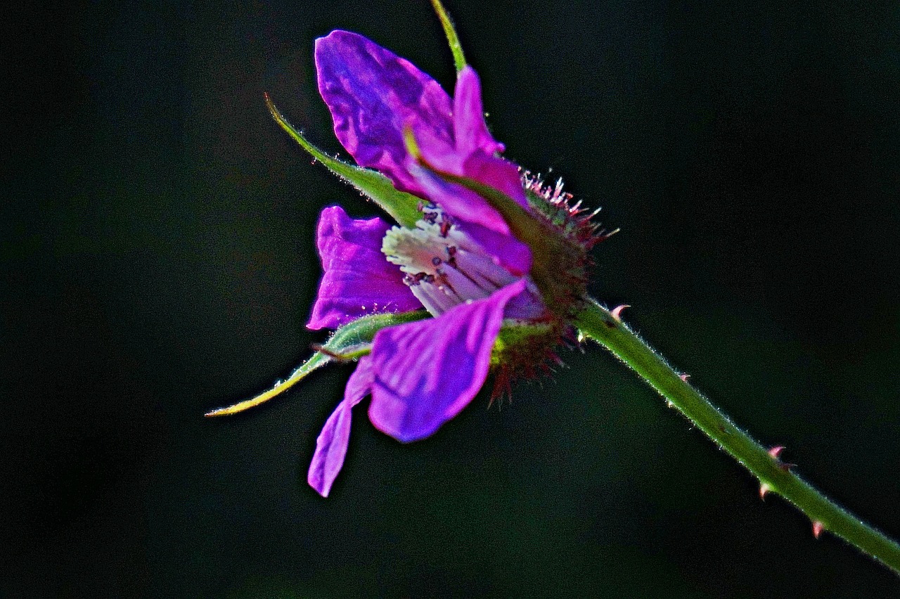 Pembe Çiçek Çizgi Meyveleri Diken - Pixabay'de ücretsiz fotoğraf - Pixabay
