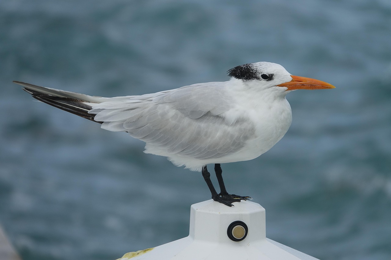 Bird Wildlife Sea Danny - Free photo on Pixabay