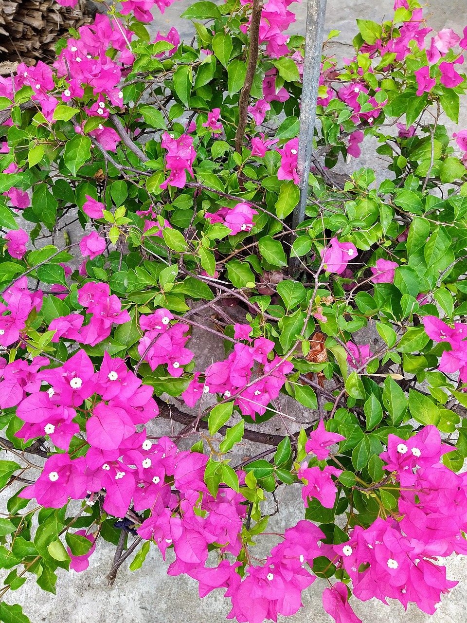 Confetti Flower - Free photo on Pixabay - Pixabay