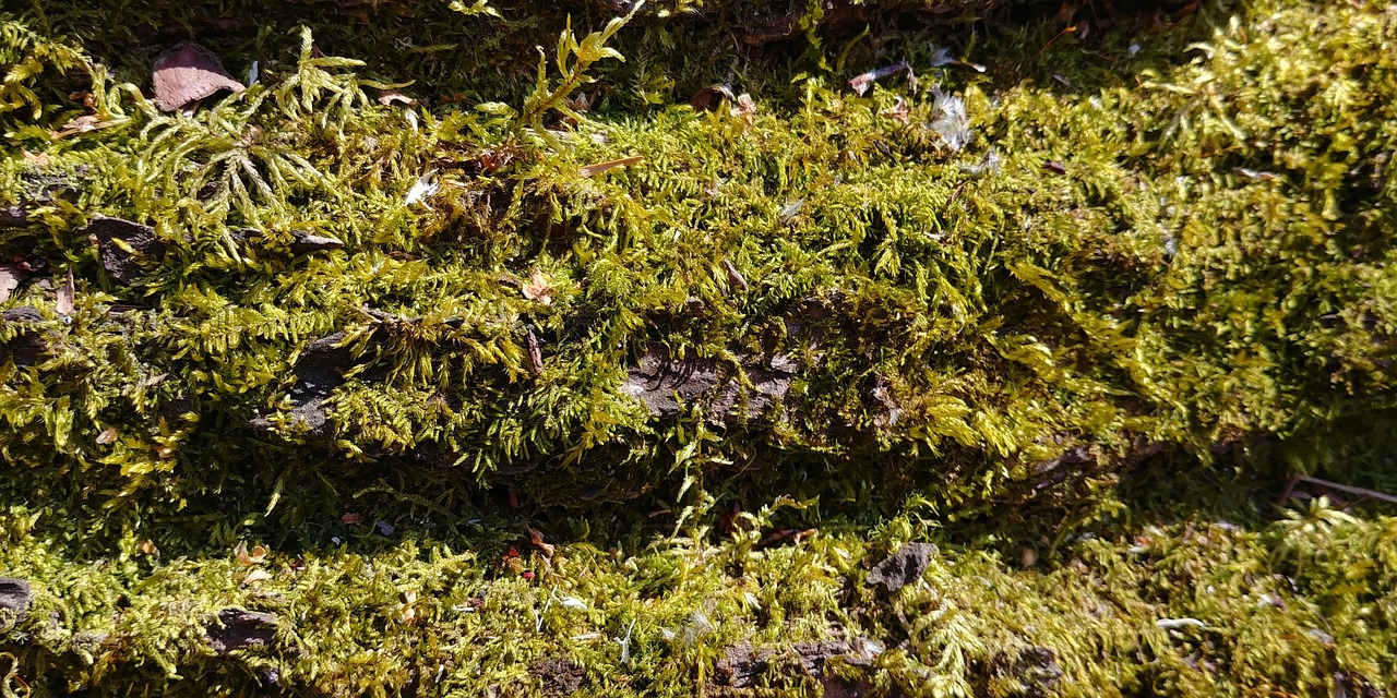 Nature Mousse Forêt - Photo gratuite sur Pixabay - Pixabay