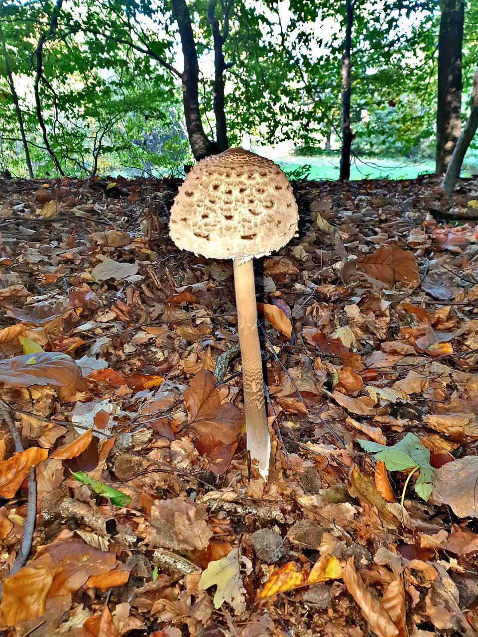 Forest Mushroom - Free photo on Pixabay - Pixabay