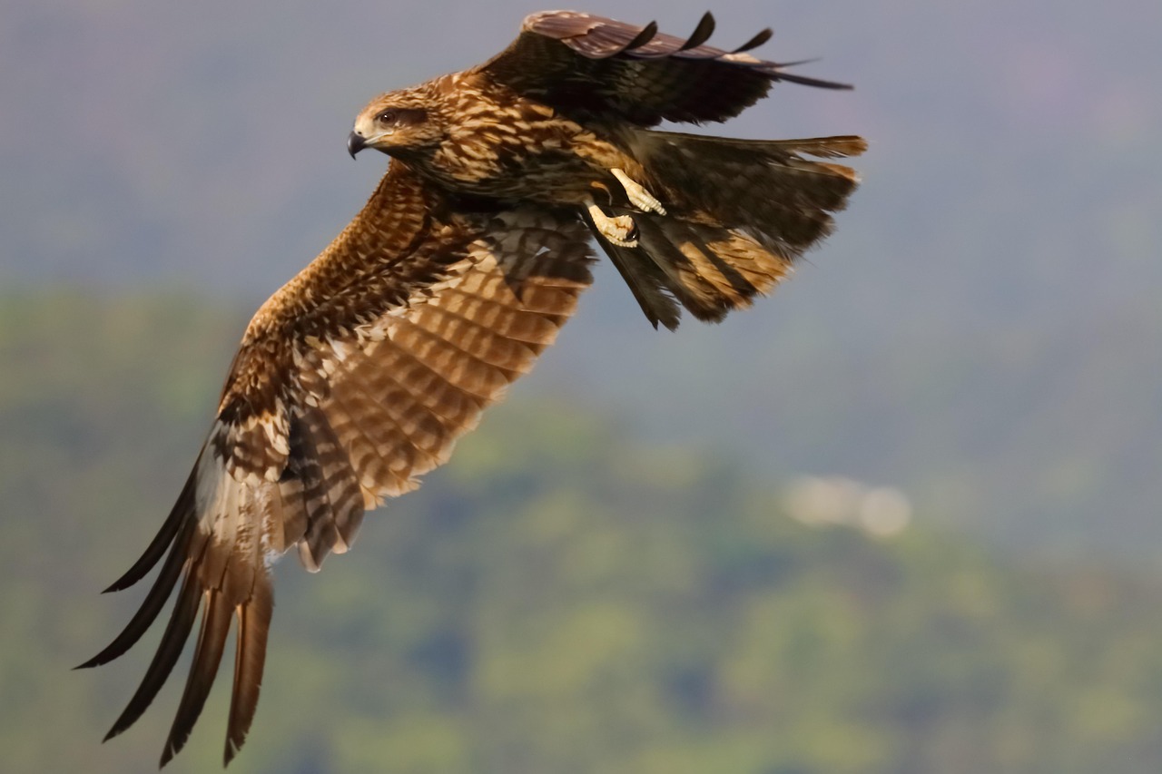 Eagle Nature Owl - Free photo on Pixabay
