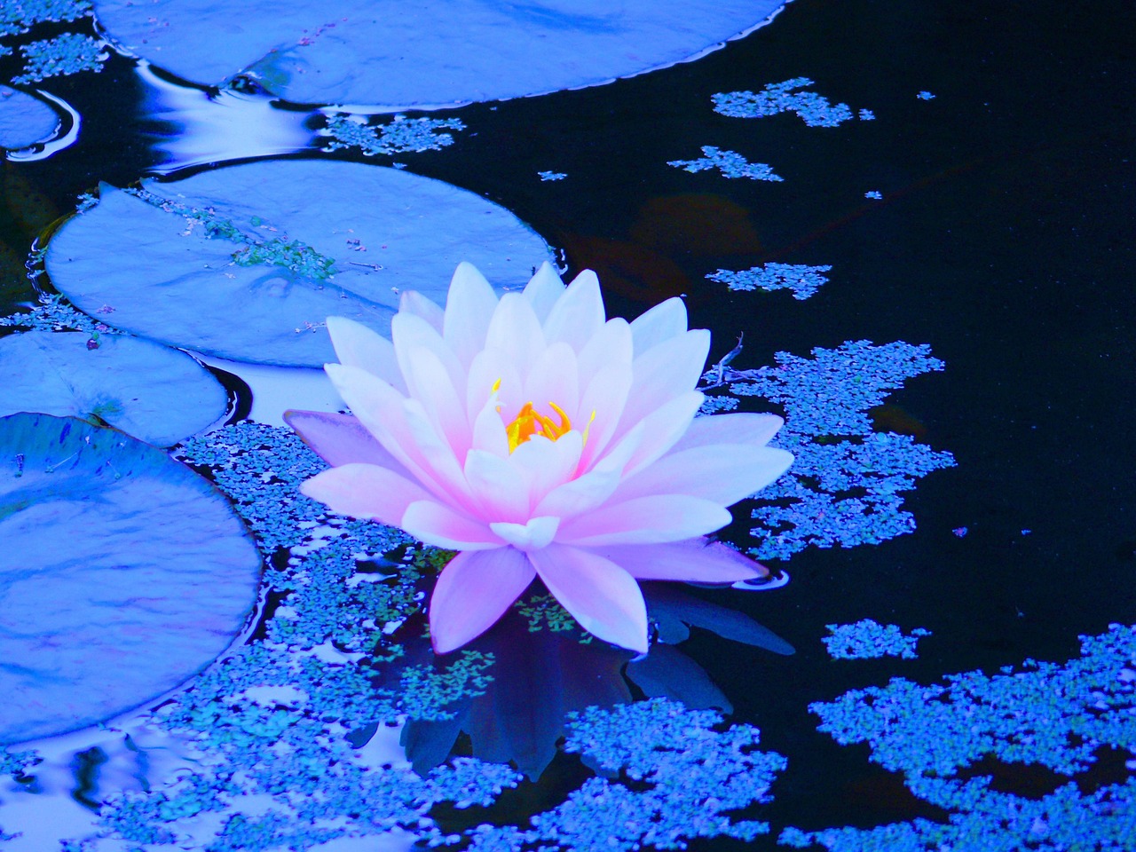 Lirio De Agua Lotus - Foto gratis en Pixabay - Pixabay