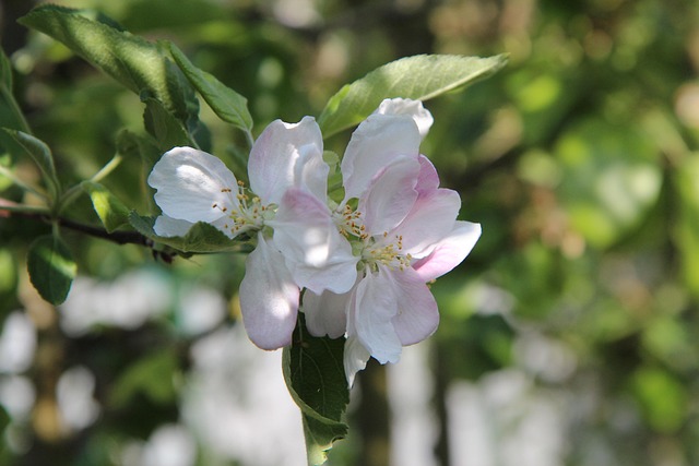 Apple Berbunga Pohon Apel - Foto gratis di Pixabay - Pixabay