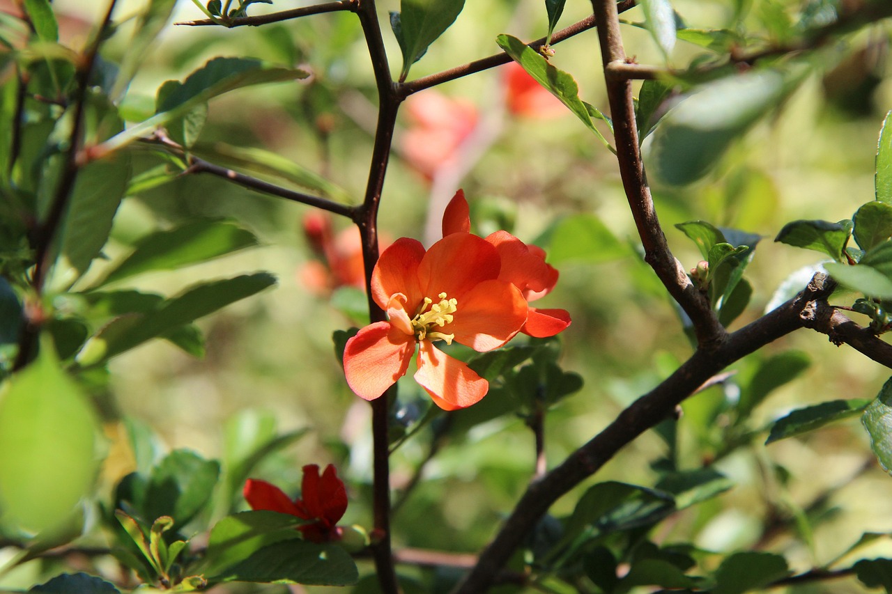 Apple Cinta Berbunga Bunga Merah - Foto gratis di Pixabay - Pixabay