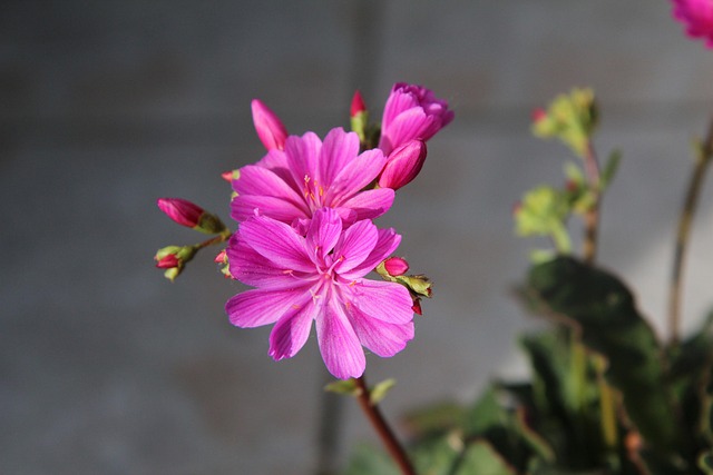Succulente Fleurs De Printemps - Photo gratuite sur Pixabay - Pixabay
