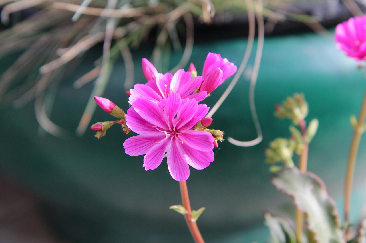 Succulente Fleurs De Printemps - Photo gratuite sur Pixabay - Pixabay