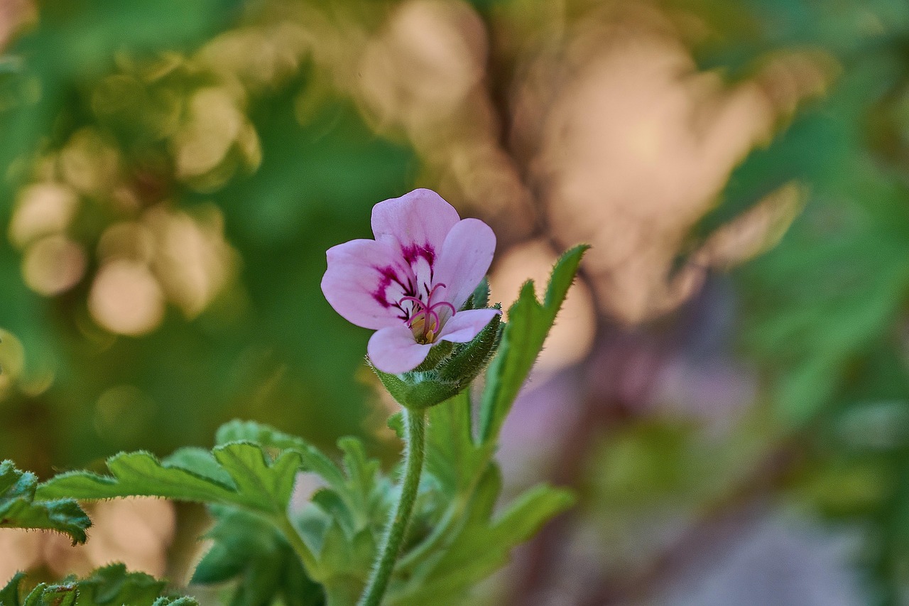 Geranium Citron Blommande Kronblad - Gratis foto på Pixabay