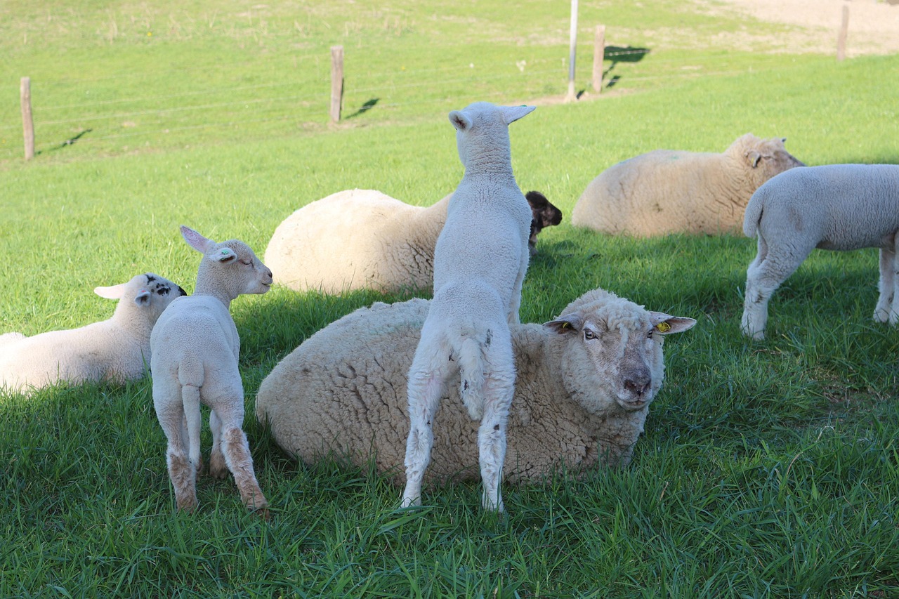 Sheep Lamb Farm Yard - Free photo on Pixabay - Pixabay