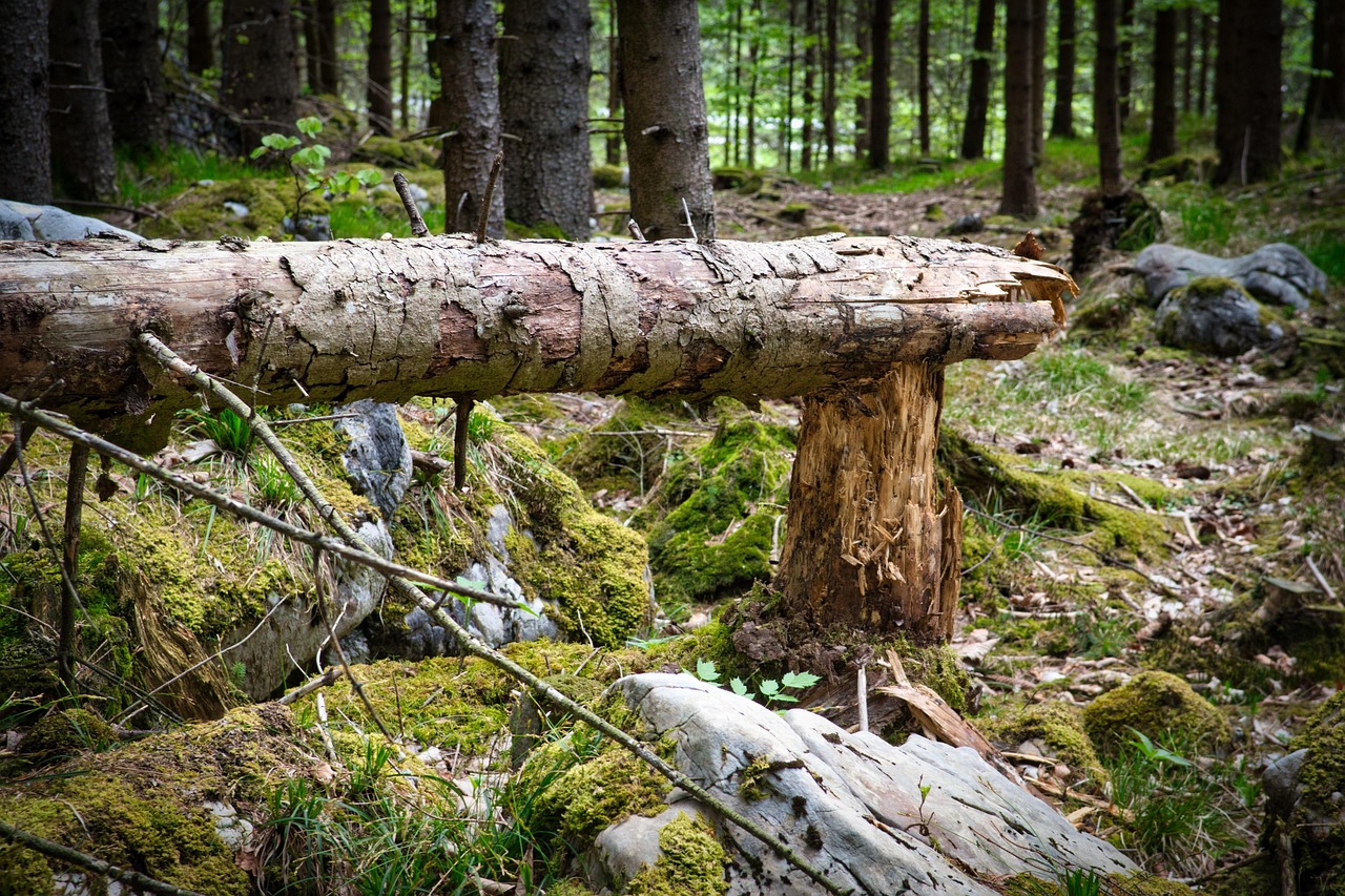 Storm Tree Trunk Old - Free photo on Pixabay