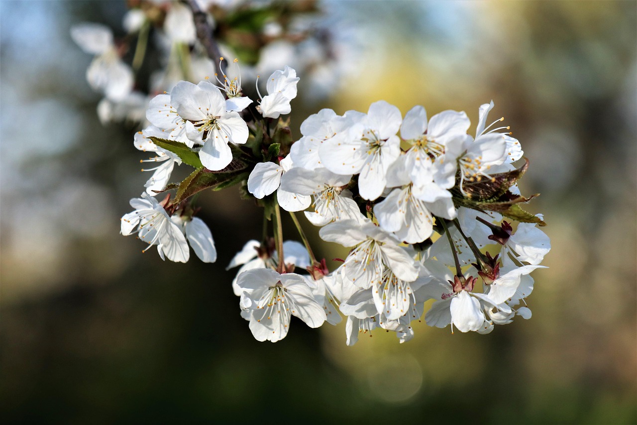 Árbol De Manzana Floreciente - Foto gratis en Pixabay