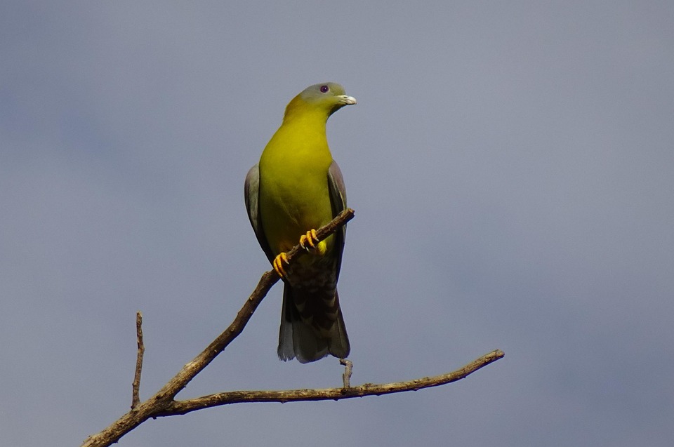 Pájaro Paloma Yfgp Patas - Foto gratis en Pixabay - Pixabay