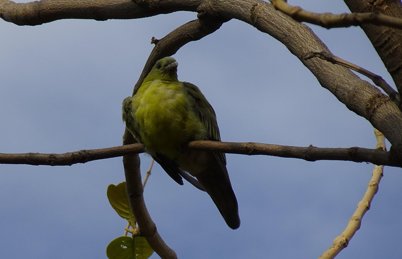 Pájaro Paloma Polluelo - Foto gratis en Pixabay - Pixabay