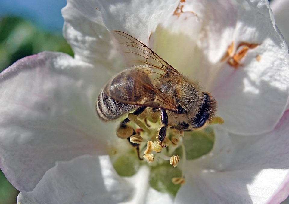 La Nature Insecte - Photo gratuite sur Pixabay - Pixabay