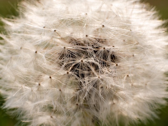Pusteblume Makro Blüte - Kostenloses Foto auf Pixabay