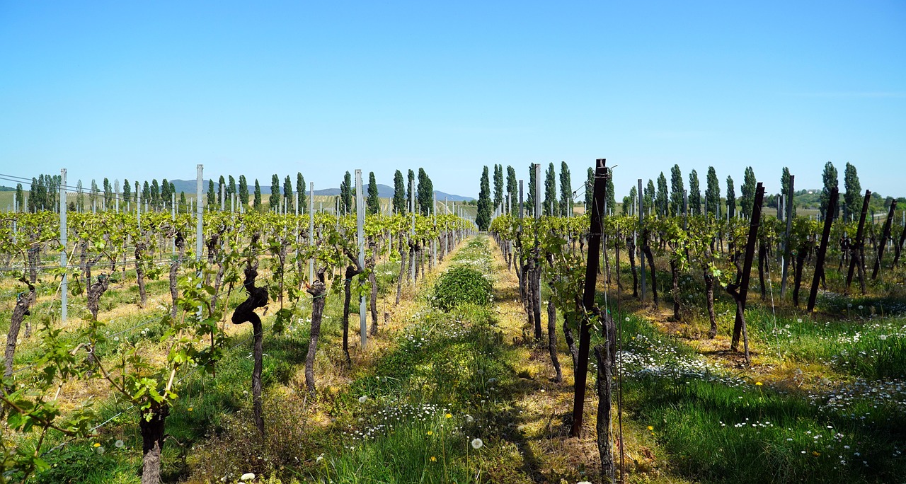Vineyards Landscape Panorama Wine - Free photo on Pixabay - Pixabay