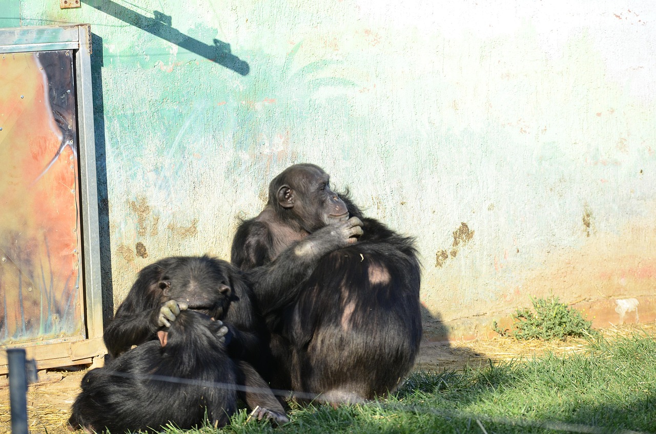 Zoo Tiere Affe - Kostenloses Foto auf Pixabay - Pixabay