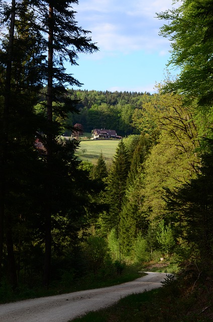 Forest Path Haselhof Welzheimer - Free photo on Pixabay - Pixabay