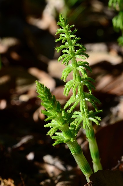 Horsetail Forest Sprout - Free photo on Pixabay
