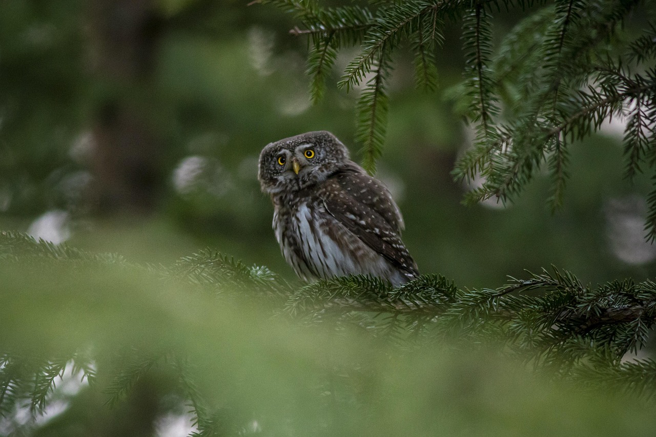 Eurasian Pygmy Owl Glaucidium - Free photo on Pixabay